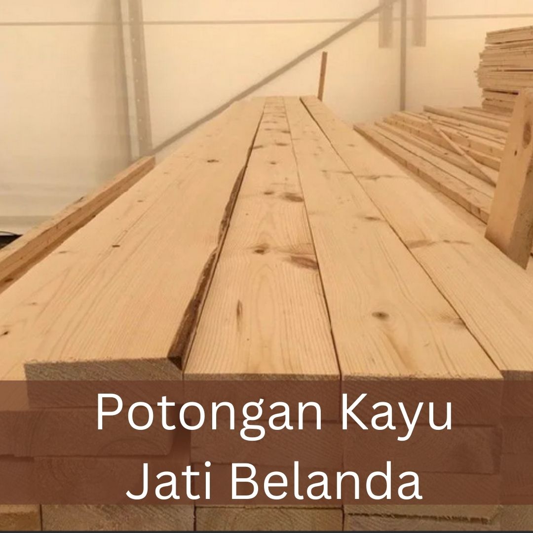 Seputar Fakta Menarik Kayu Jati Belanda, Asal Usul, Kelebihan